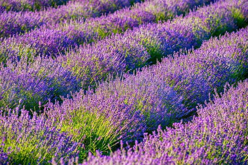 Levander Fields stock photo. Image of blooming, lavender - 98240606