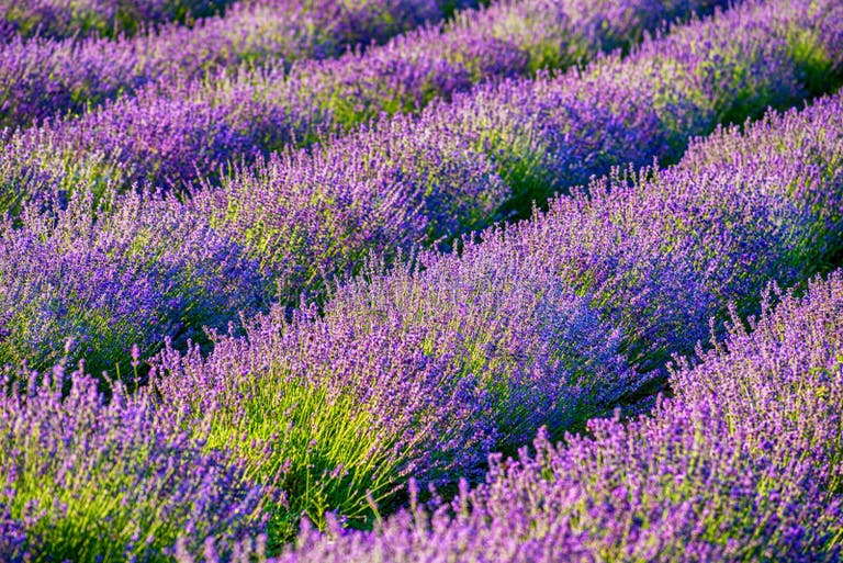 Levander Fields stock photo. Image of blooming, lavender - 98240606