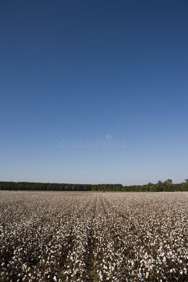 Endless Cotton Field Vertical Stock Image - Image of farming, harvest ...