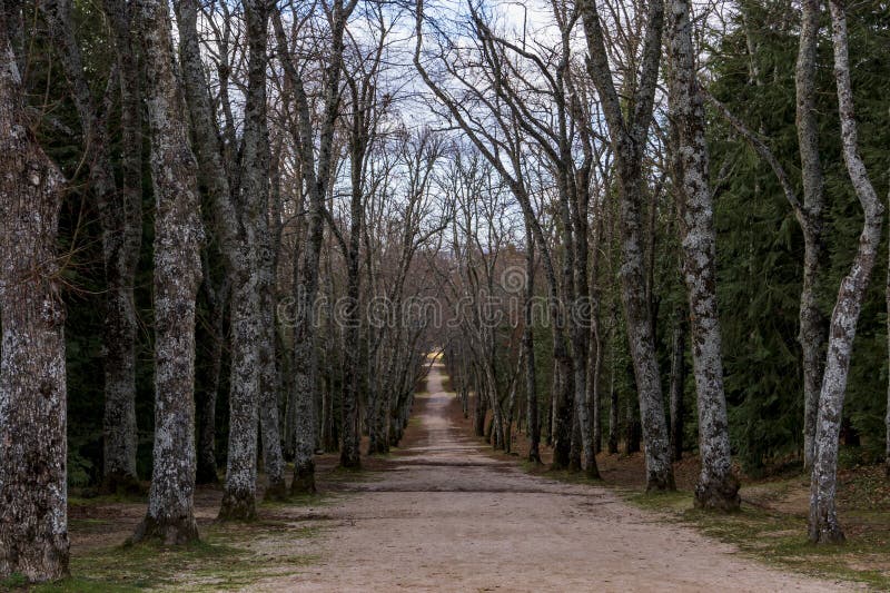 Endless Dirt Path with Aligned Trees and Blue Sky on a Winter Day ...