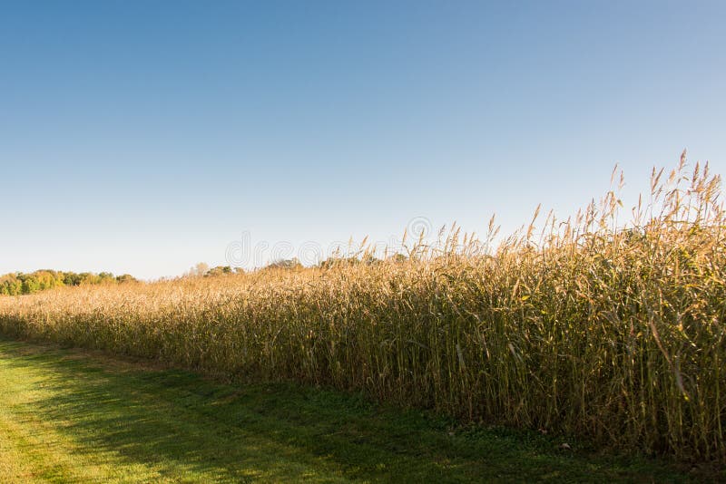 Endless Field stock image. Image of nature, green, field - 47718041