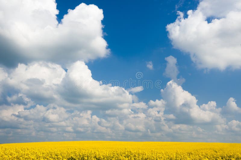 Endless field of rapeseeds stock photo. Image of chalk - 40178064