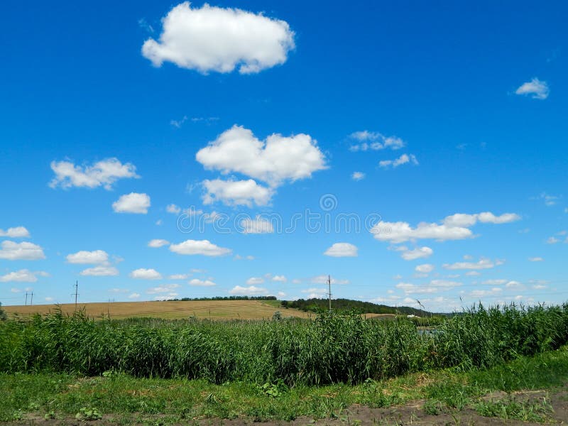 Endless field of reeds stock photo. Image of sunny, summer - 86545498