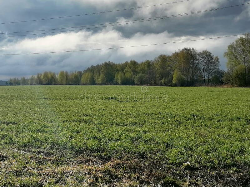 Endless Field in the Village Stock Image - Image of tree, plant: 232277741