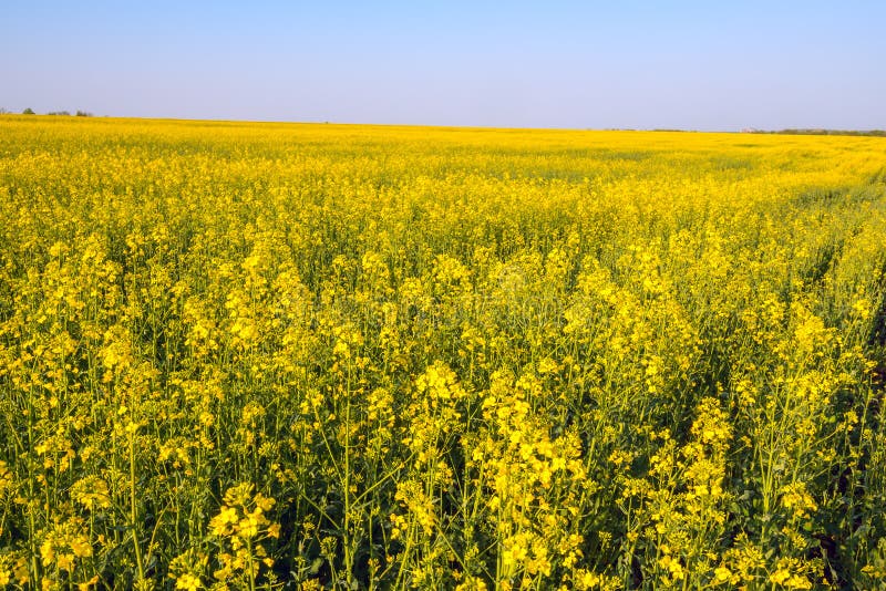 Endless Yellow Canola Field Under A Blue Sky Stock Photo - Image of ...