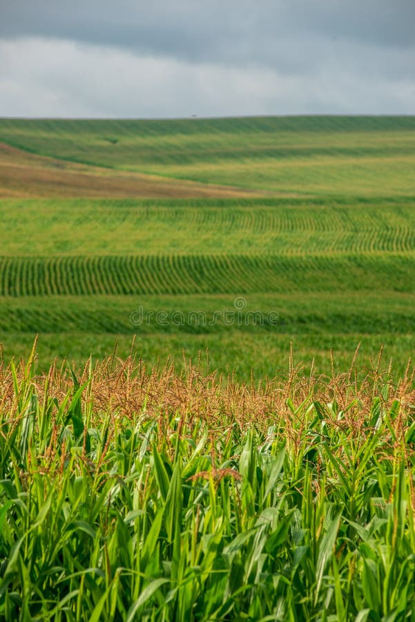 Endless Corn Field on a Summer Day Stock Photo - Image of green ...