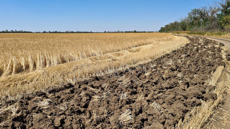 Endless Fields of Ripe and Ready To Harvest Cereals on Hot Summer Day ...