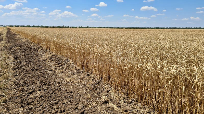 Endless Fields of Ripe and Ready To Harvest Cereals on Hot Summer Day ...
