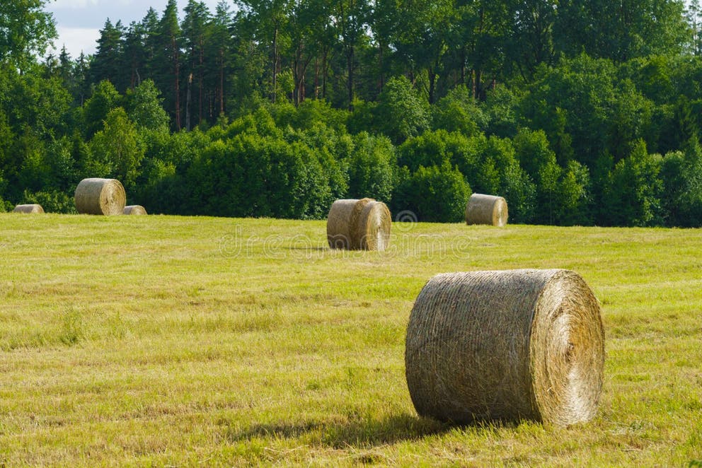Endless Fields with Rolls of Hay. Rural Landscape Stock Image - Image ...
