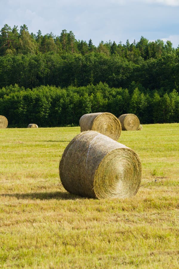 Endless Fields with Rolls of Hay. Rural Landscape Stock Photo - Image ...