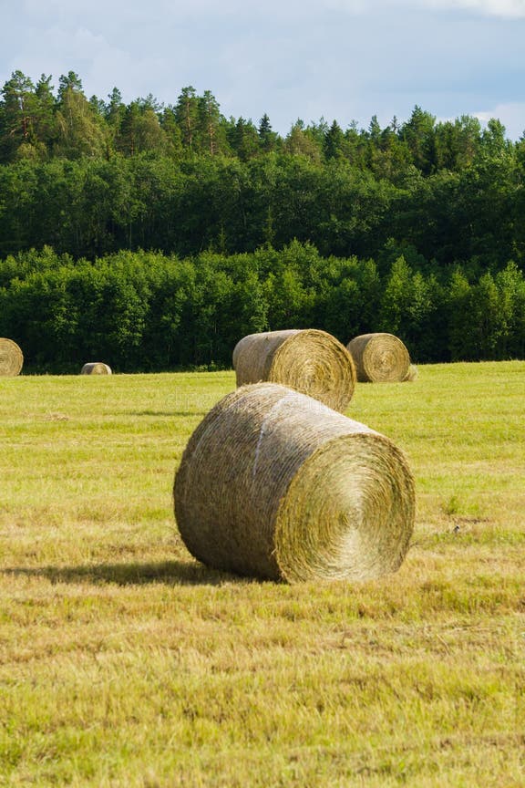 Endless Fields with Rolls of Hay. Rural Landscape Stock Photo - Image ...