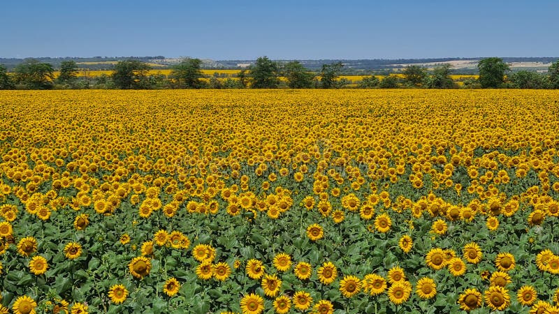 Endless Fields of Sunflower Blooming with Beautiful Yellow Flowers of ...