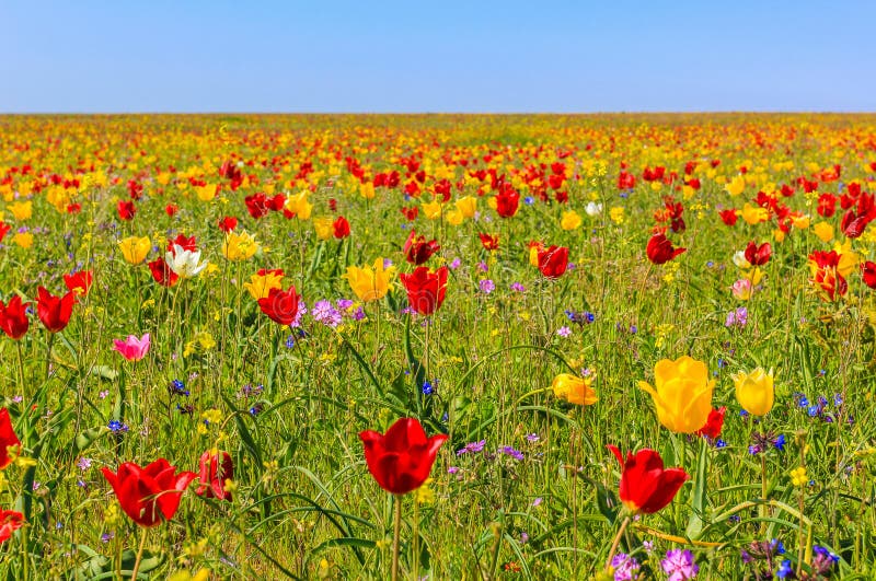 Wild fields of tulips stock image. Image of floral, meadow - 170539155