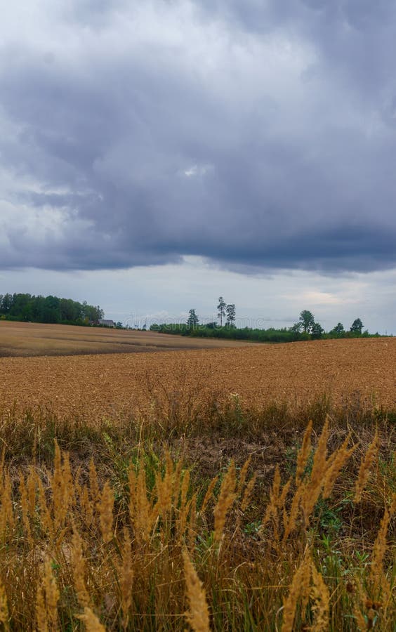 Endless Fields in the Village after Harvest Stock Photo - Image of crop ...