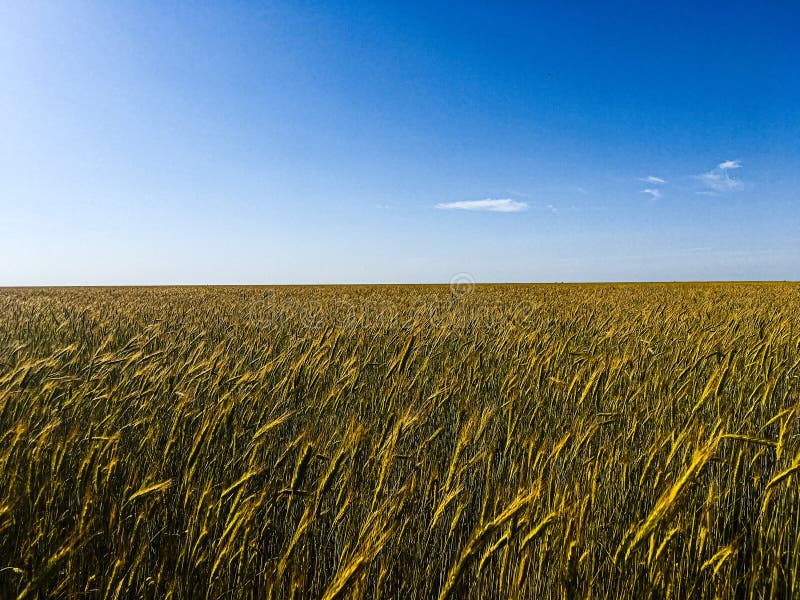 Endless fields of wheat stock image. Image of catholic - 170362619