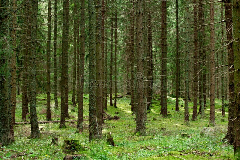 Endless fir forest stock photo. Image of pine, sunbeams - 51364132