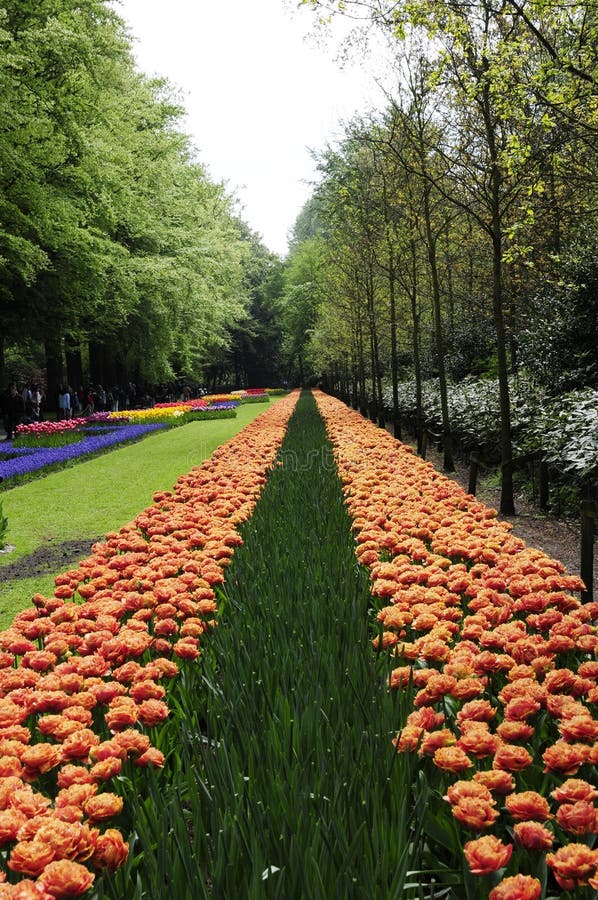 Endless Flower Road with Tulip Stock Image - Image of field, endless ...
