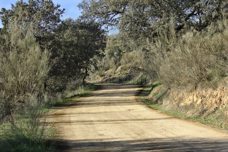 Endless forest way stock photo. Image of land, green - 28018774