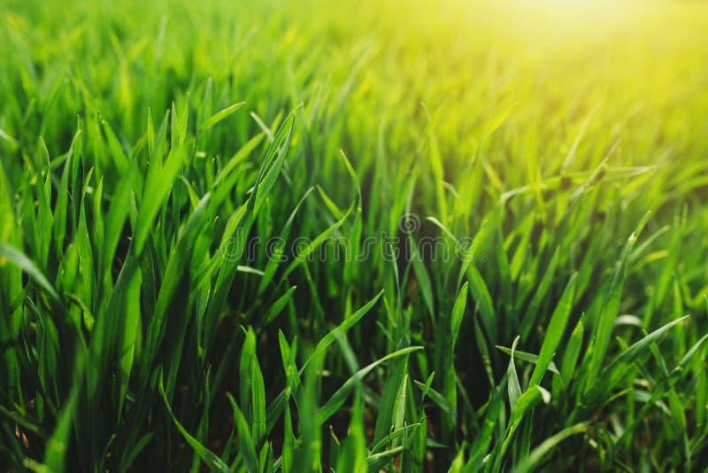 Endless Green Farm Fields with Growing Wheat and Corn in Spring Stock ...