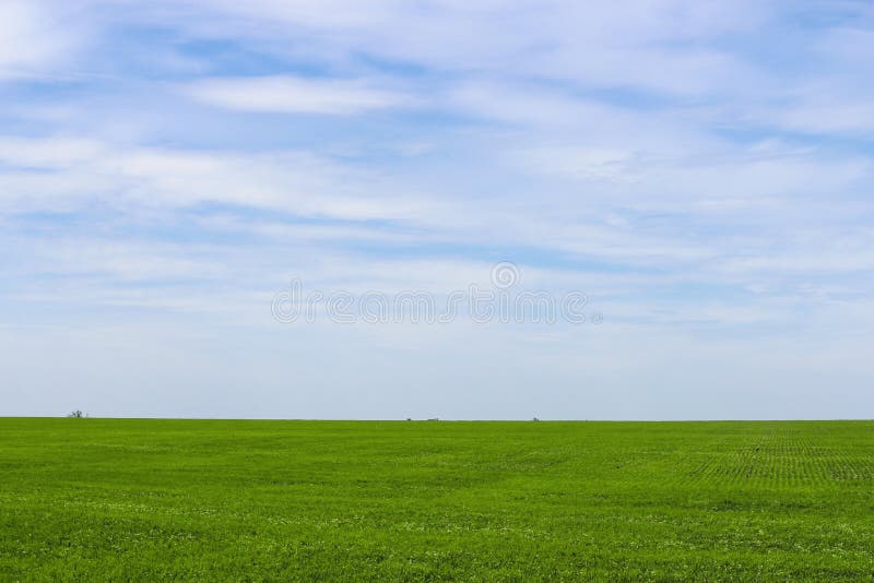 Endless Green Rye Field. Young Wheat Background. Beautiful Grass ...