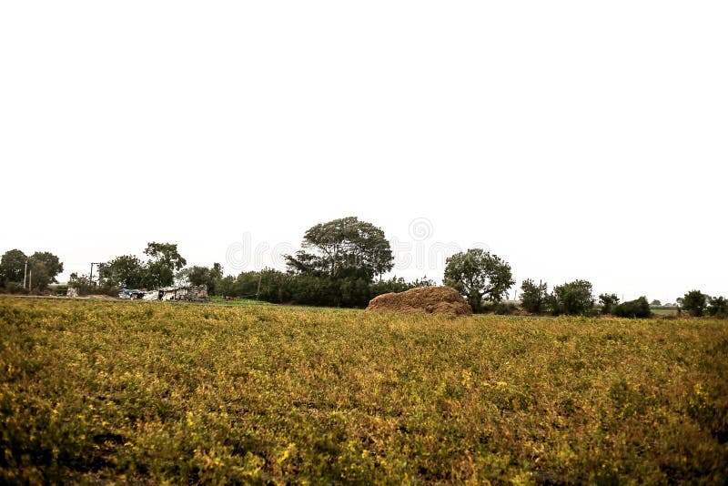 Endless Green Fields Full of Grass and Trees Isolated on White. Stock ...