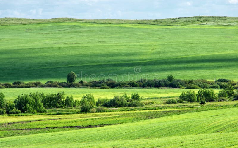 Endless Green Meadows and Fields Stock Photo - Image of trees ...