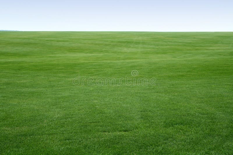 Endless lawn stock photo. Image of background, field - 11172732