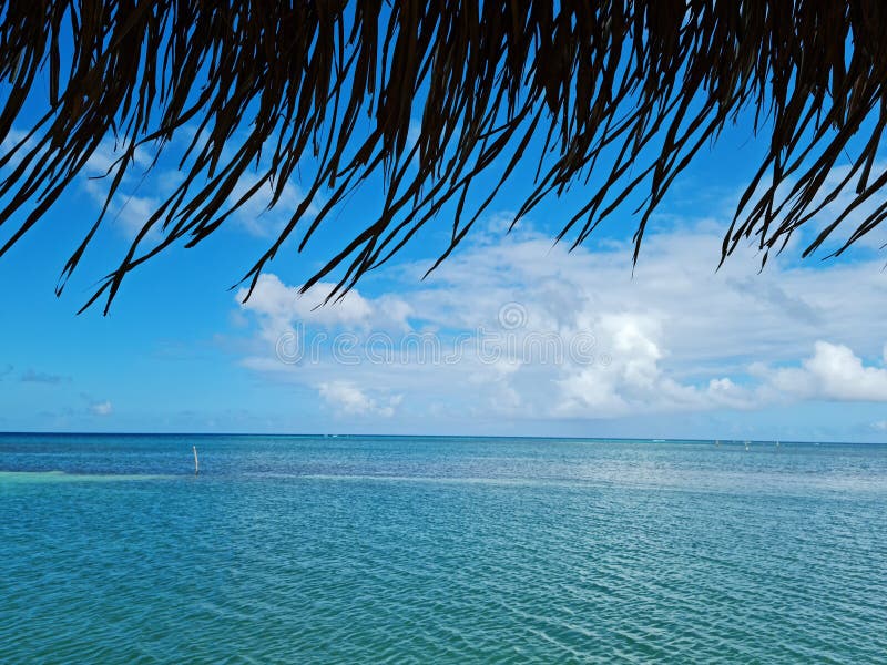 Endless Ocean Views Peaceful Stock Image - Image of water, tree: 218970143