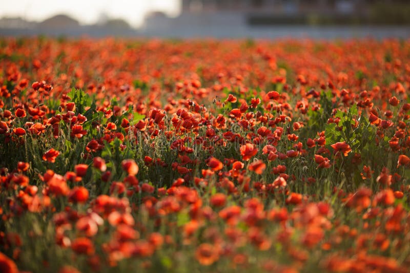 Endless Poppy Field at Sunset on a Warm Summer Day Stock Image - Image ...