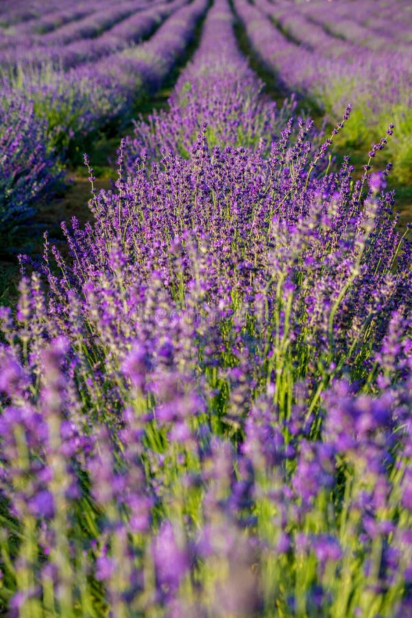 Levander Fields stock photo. Image of blue, flower, landscape - 98665462