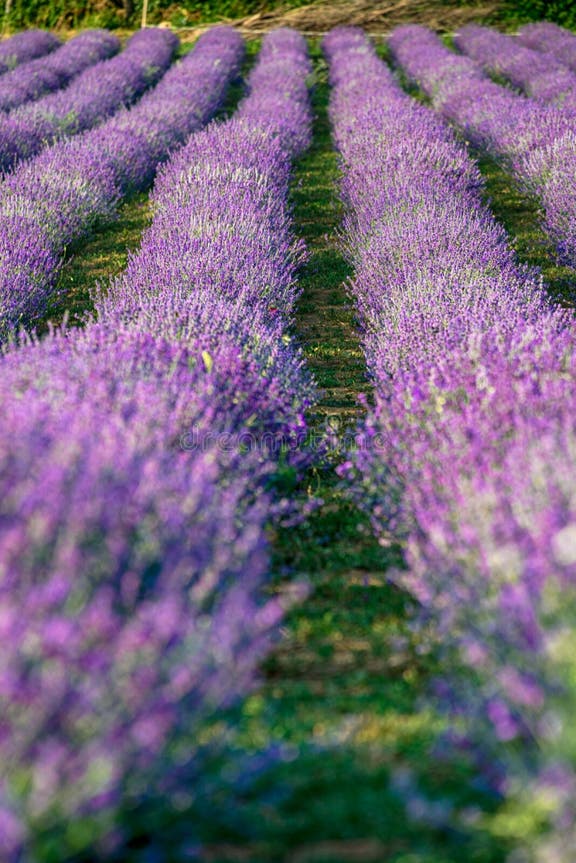 Levander Fields stock photo. Image of farm, lavender - 98665560