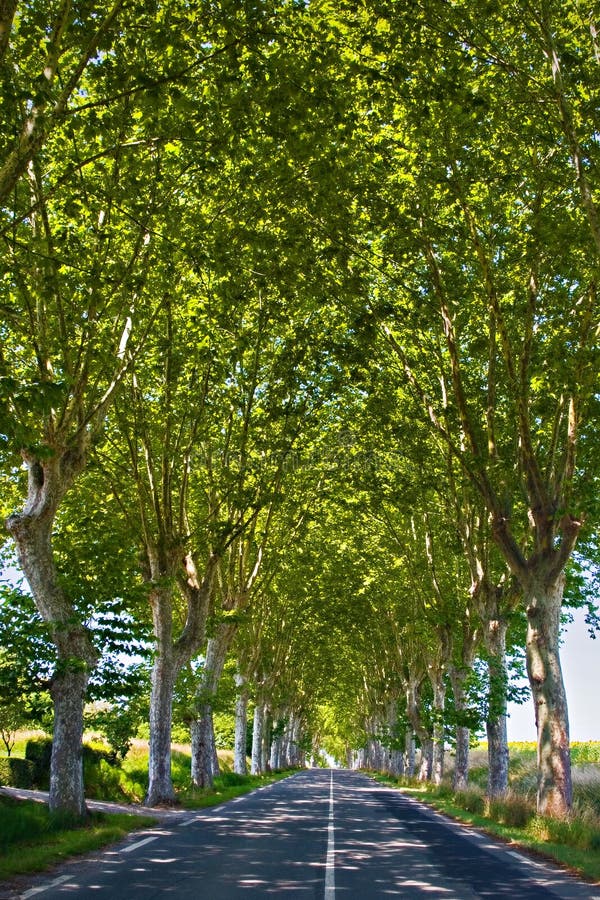 Endless road stock image. Image of adventure, eucalyptus - 25606401
