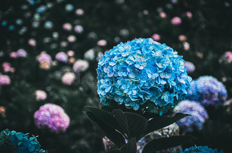 Endless Summer Hydrangea Shrub Stock Image - Image of lilac, flowers ...