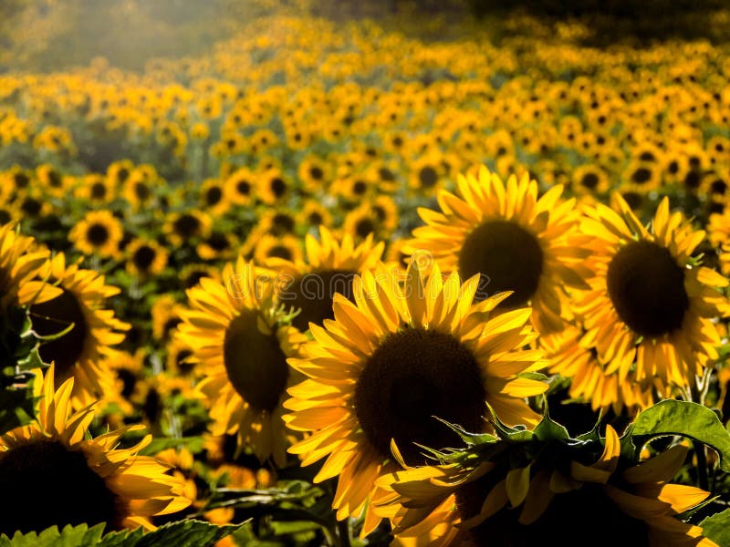 Endless Sunflowers stock photo. Image of sunflowers, seeds - 64264992
