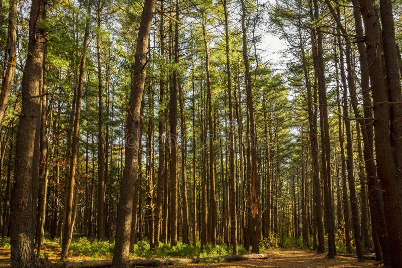 Trail through White Pine Forest Stock Photo - Image of paths, nature ...