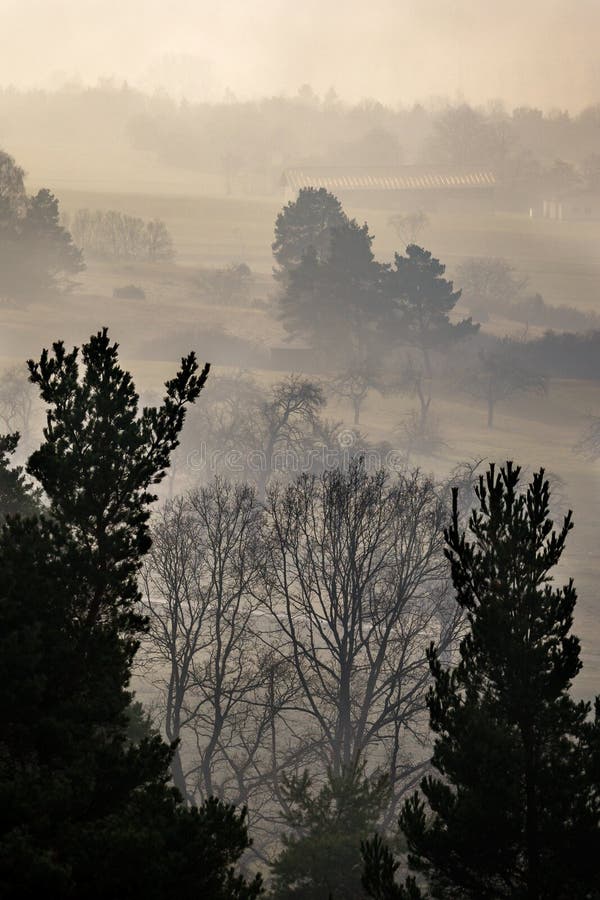 Endless treeline stock image. Image of winter, rows, foggy - 64787905