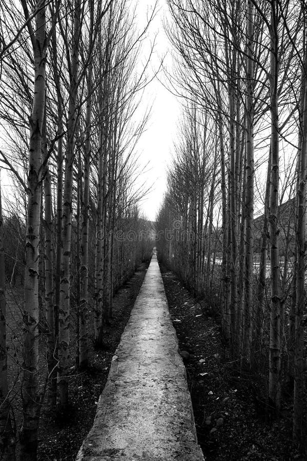 Endless trees stock photo. Image of beautiful, paradise - 26926842