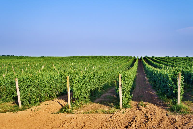 Endless vineyards rows stock image. Image of plant, country - 33752589