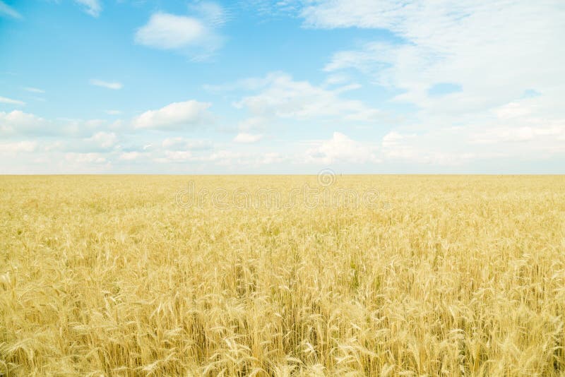 Endless Wheat Field. Beautiful Landscape Stock Image - Image of land ...