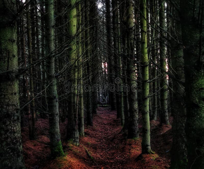 Endless Woodlands trees stock image. Image of endless - 206385325