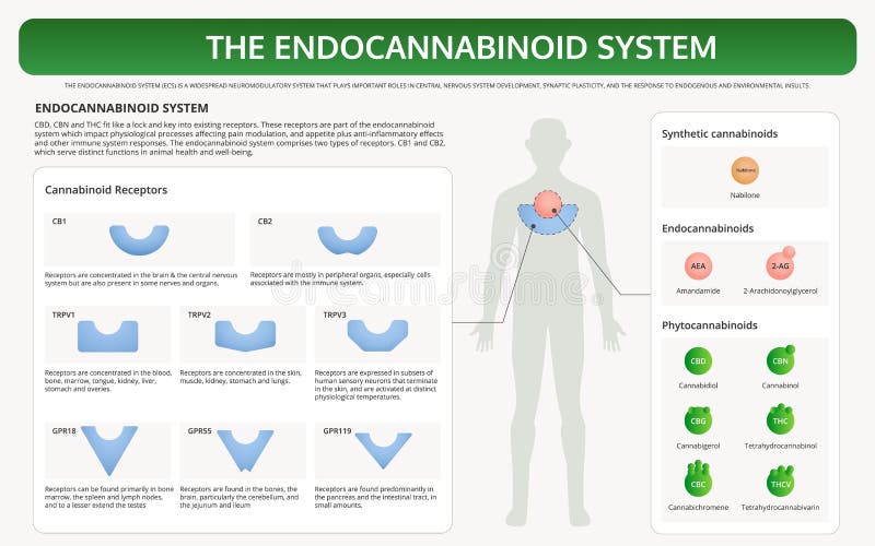 The Endocannabinoid System Horizontal Textbook Infographic Stock ...