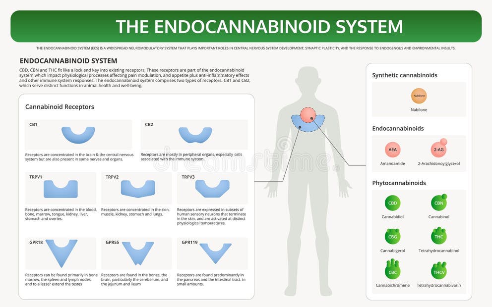 The Endocannabinoid System Horizontal Textbook Infographic Stock ...