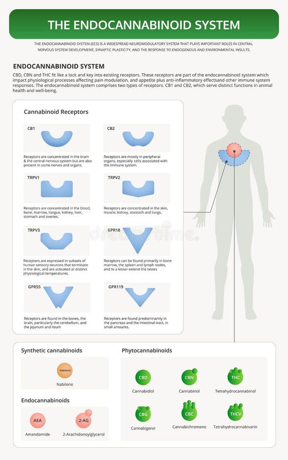 The Endocannabinoid System Vertical Textbook Infographic Stock ...