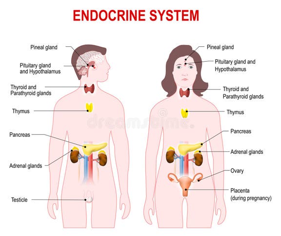 Endocrien systeem vector illustratie. Illustration of hersenen - 70462901