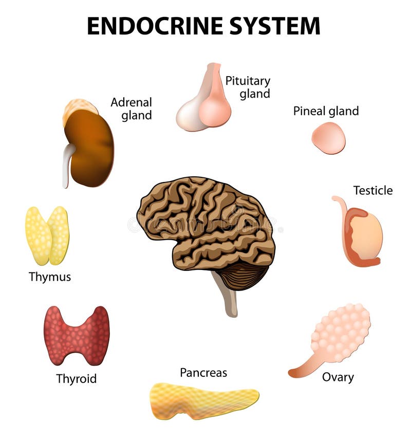 Endocrien Systeem Vastgestelde Pictogrammen Vector Illustratie ...