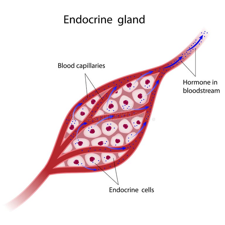 Endocrine Glands Cells Stock Illustrations – 80 Endocrine Glands Cells ...