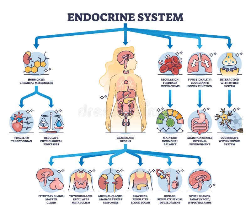 Endocrine System with Body Glands and Organs Functions Outline Diagram ... Endocrine System with Body Glands and Organs Functions Outline Diagram ...