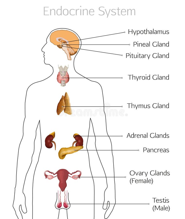 Images 10 Endocrine Systems Basic Human Anatomy