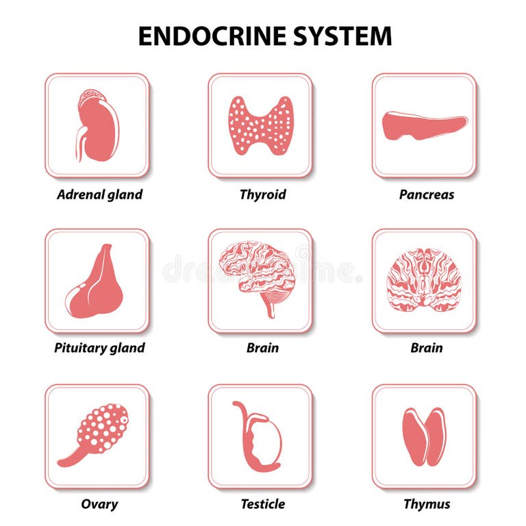 Endocrine Stock Illustrations – 9,851 Endocrine Stock Illustrations ...