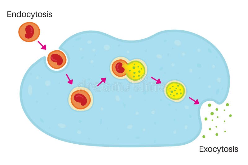 Endocytosis and Exocytosis Diagram Vector Illustration Stock Vector ...